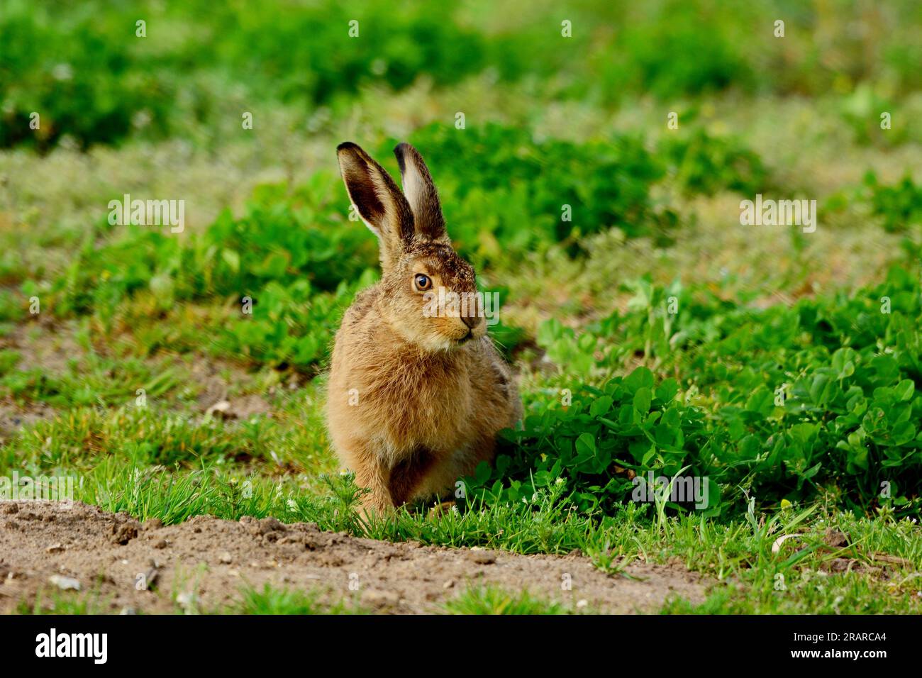 Tail of hare hi-res stock photography and images - Alamy