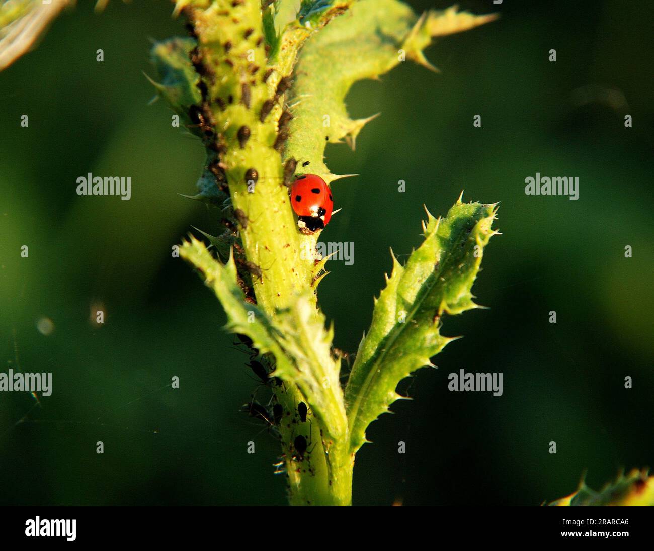 Ladybird tree bark hi-res stock photography and images - Alamy