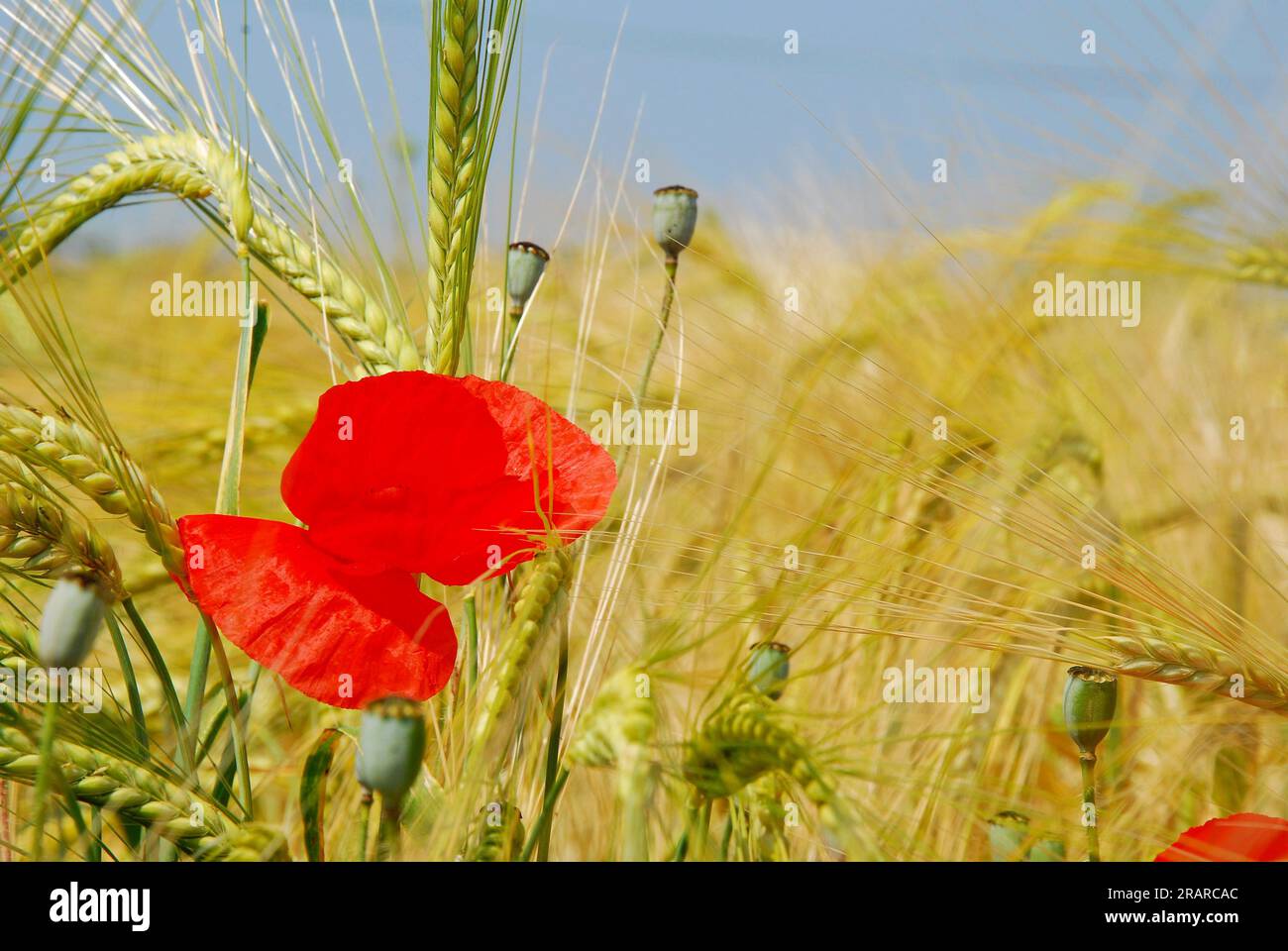 Poppy leaves hi-res stock photography and images - Alamy
