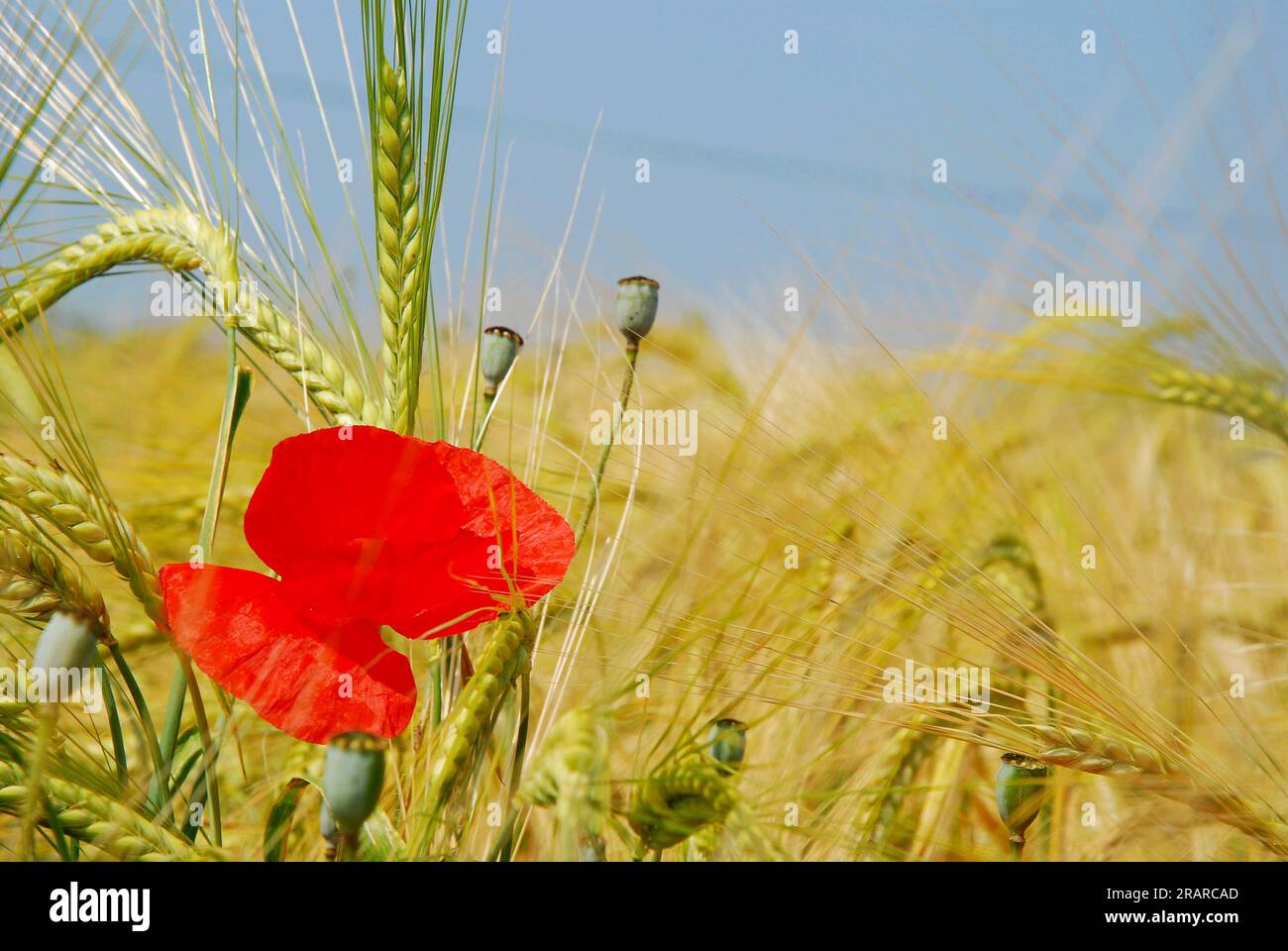 Poppy leaves hi-res stock photography and images - Alamy