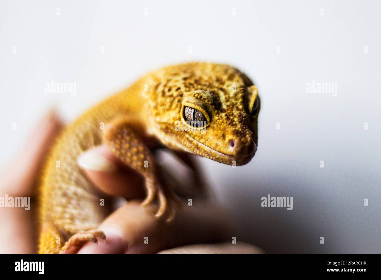 Spotted leopard eublefar, or Spotted eublefar lat. Eublepharis macularius is a medium-sized ...