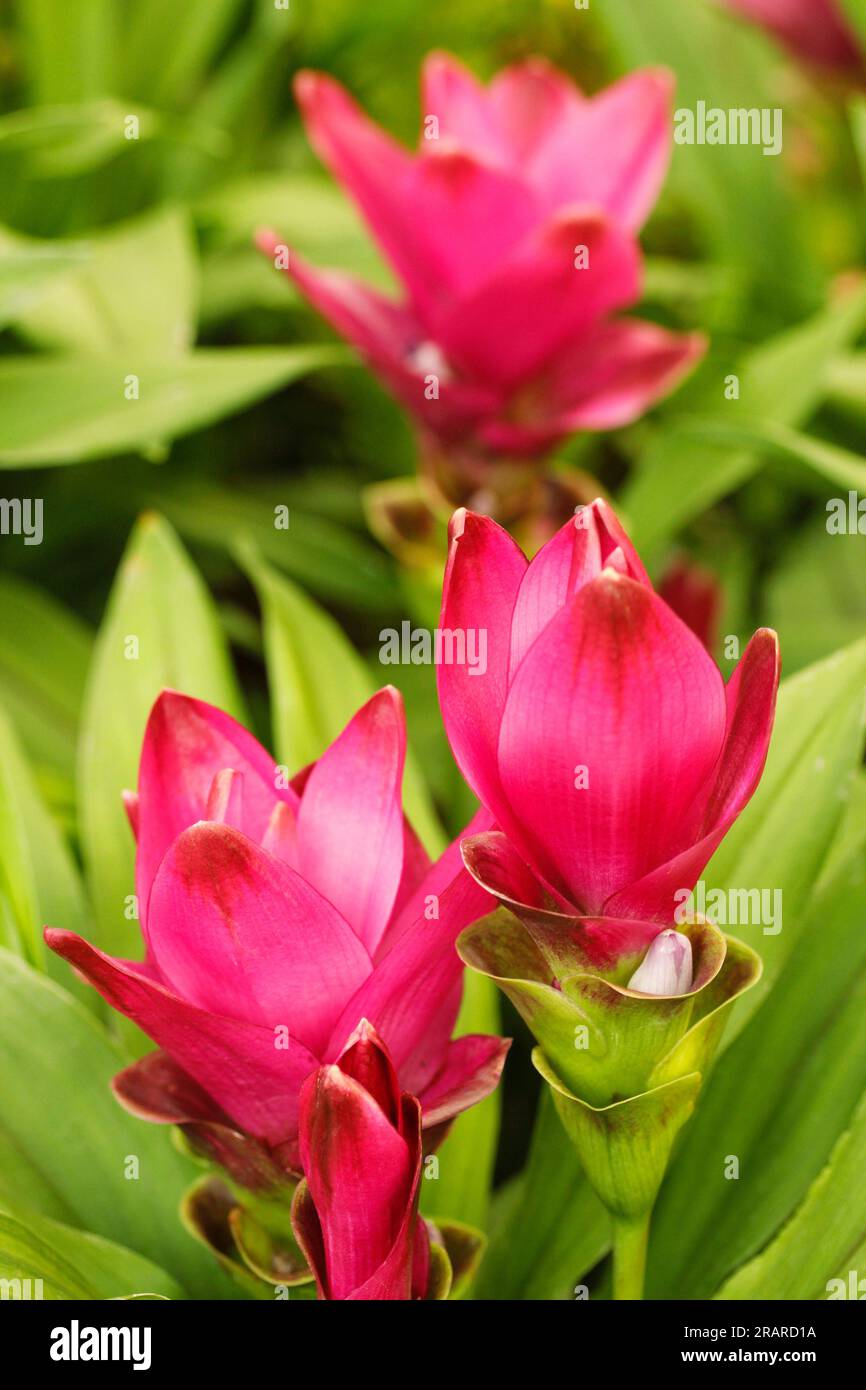 Turmeric Flower Uses
