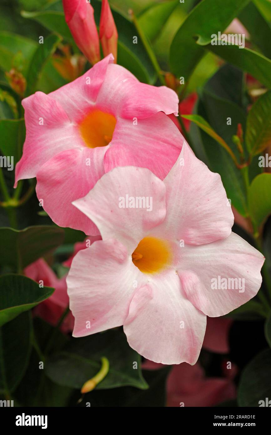 Mandevilla flower hi-res stock photography and images - Alamy