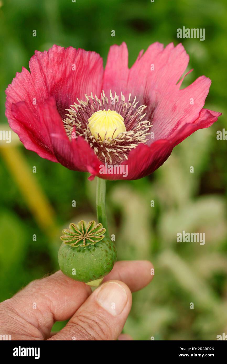 White finger stamen hi-res stock photography and images - Alamy