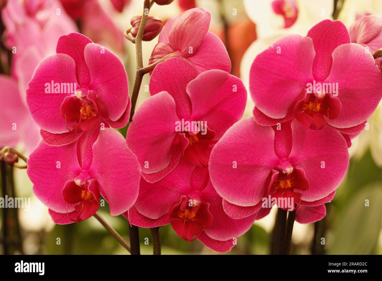 Phalaenopsis orchid orchids hi-res stock photography and images - Alamy