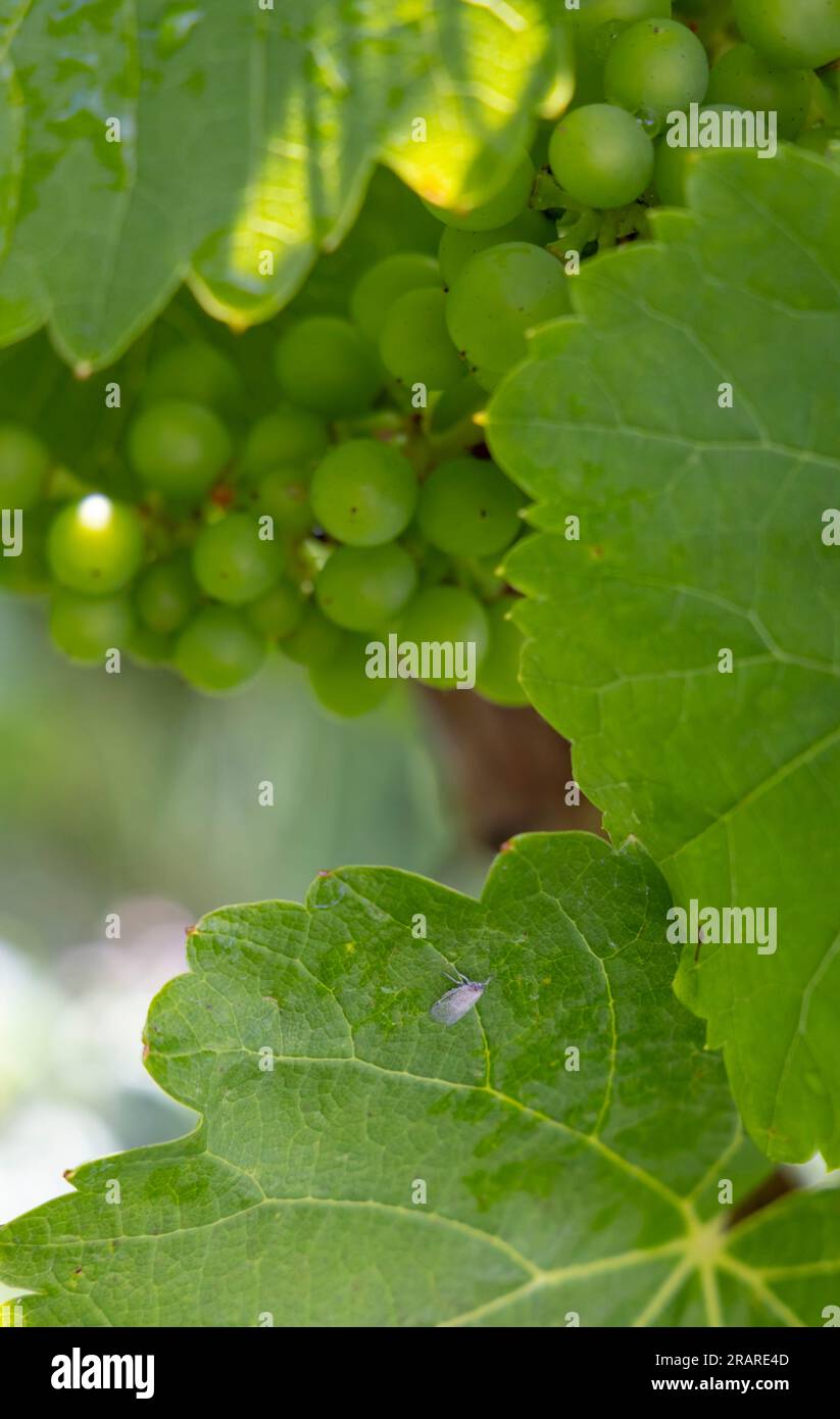 Phylloxera aphid hi-res stock photography and images - Alamy