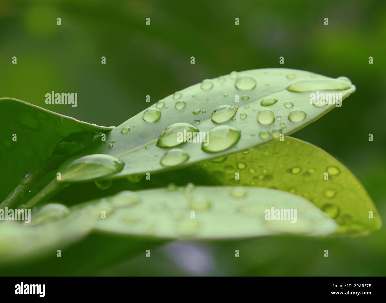 Dew on leaves Stock Photo - Alamy