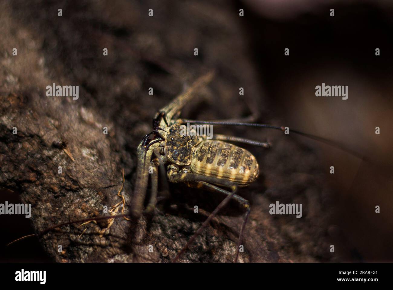 Variegated Damon spider or Damon variegatus is a representative of the ...