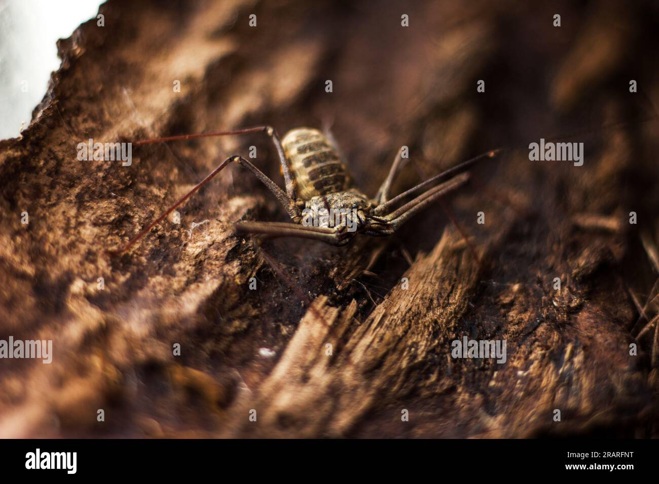 Variegated Damon spider or Damon variegatus is a representative of the ...