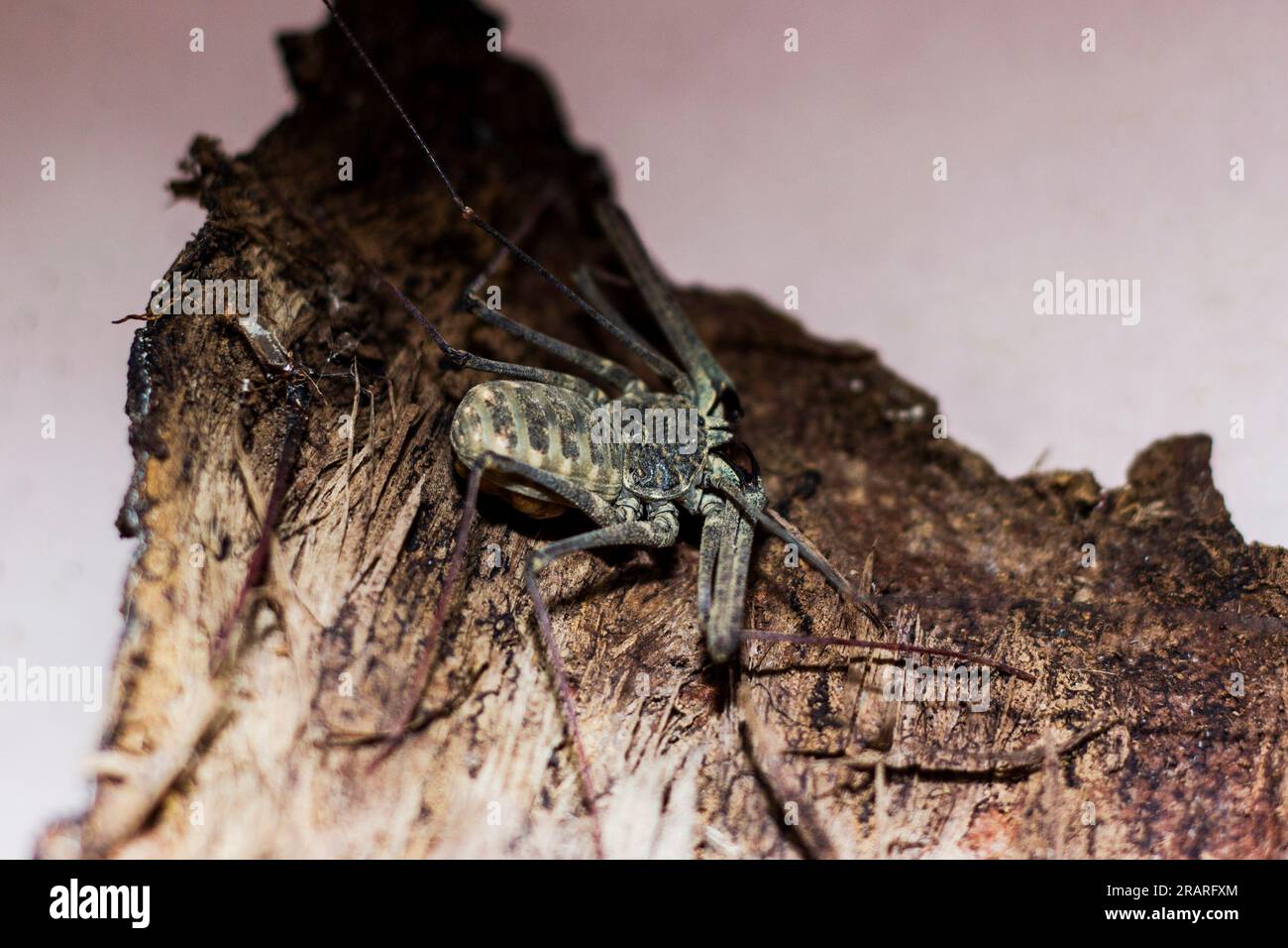 Variegated Damon spider or Damon variegatus is a representative of the ...