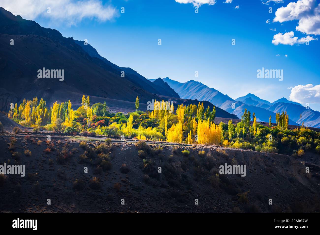 color changing tree and the Himalayas, Leh, India Stock Photo - Alamy