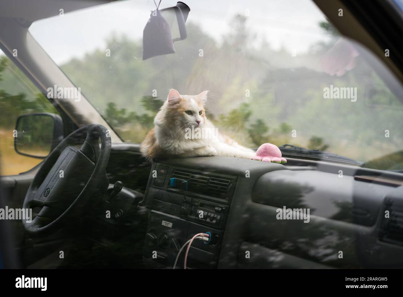 Siberian Cat Looking Out from Campervan Window in Denmark Stock Photo ...