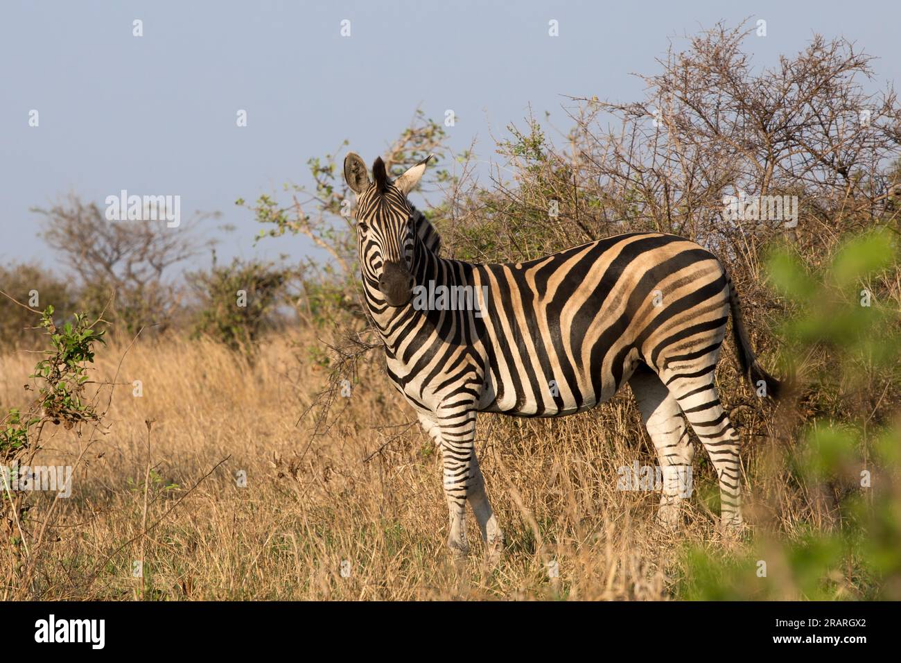 Zebras tail hi-res stock photography and images - Alamy