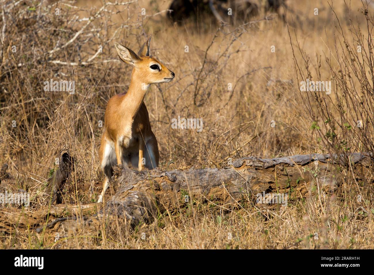 Steinbuck hi-res stock photography and images - Alamy