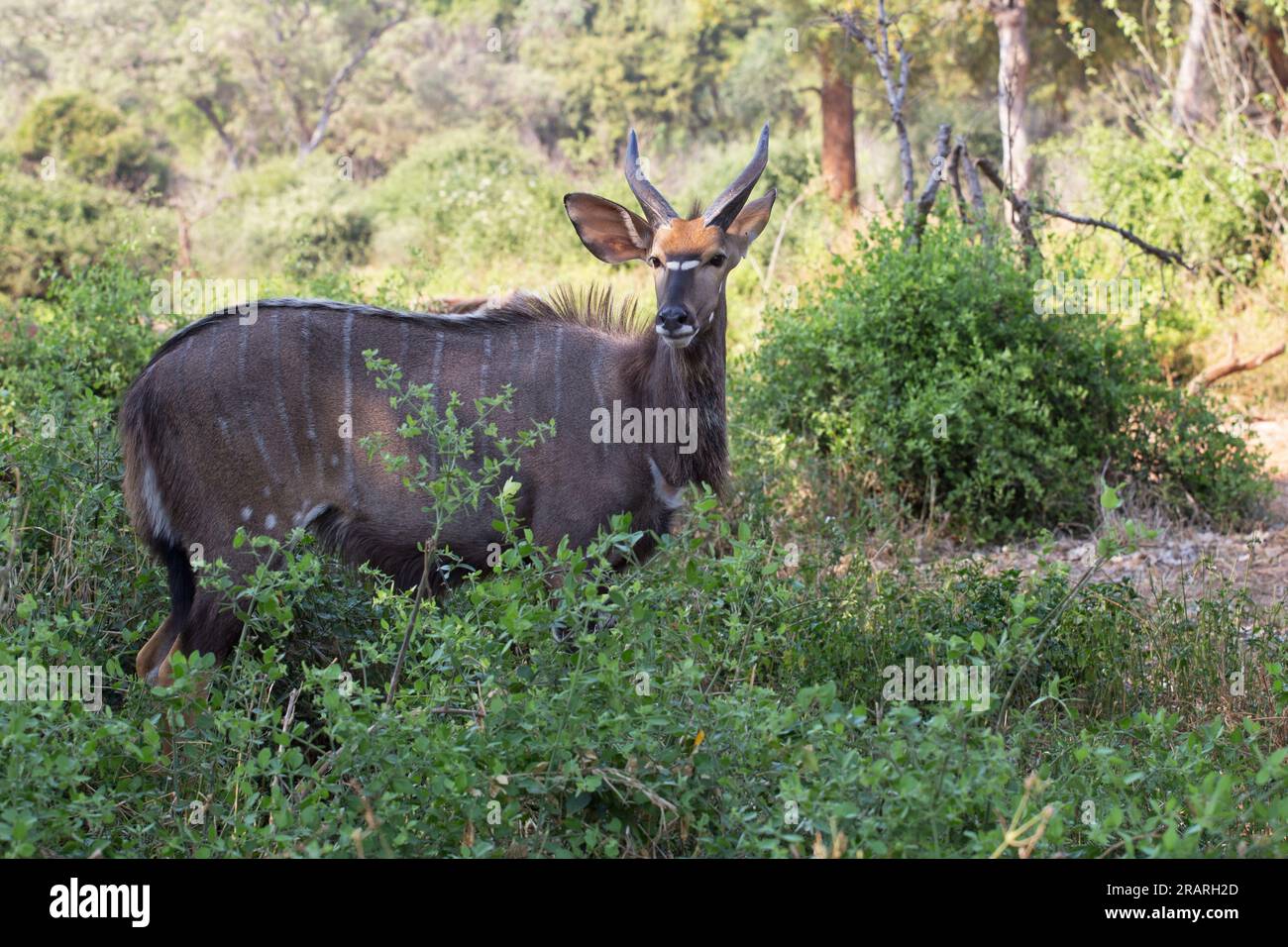 Greater kudu antelope hi-res stock photography and images - Alamy
