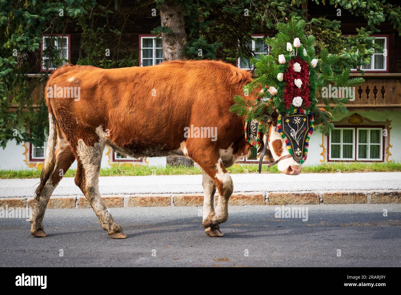 Almabtrieb cow festival hi-res stock photography and images - Alamy