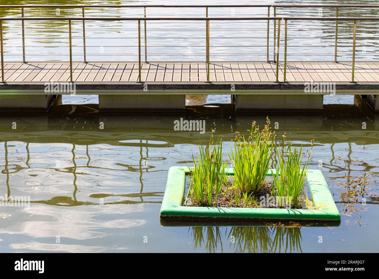 floating flower bed with a plant in a pond. flowerbed on the surface of ...