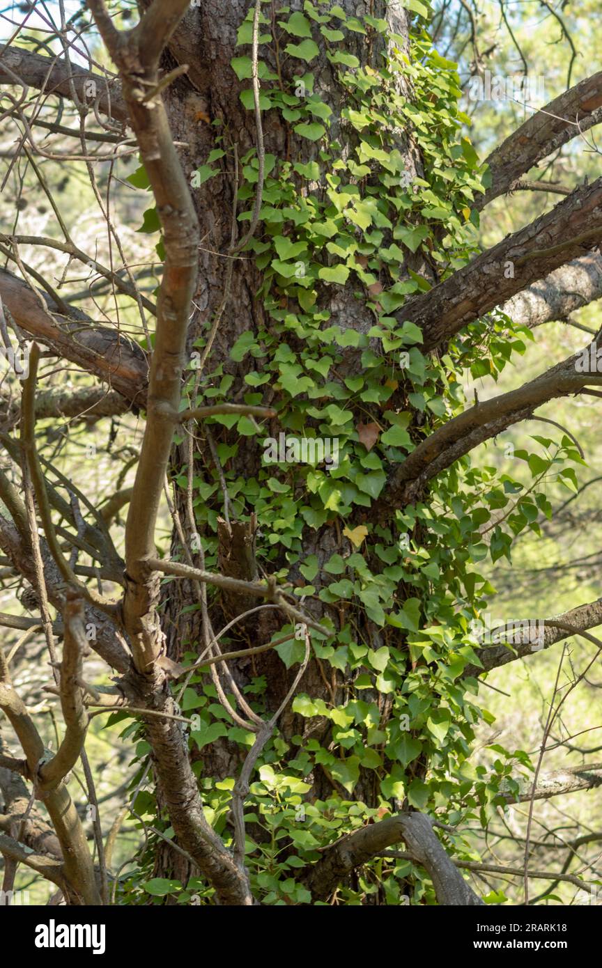 Green wild creepers hi-res stock photography and images - Alamy