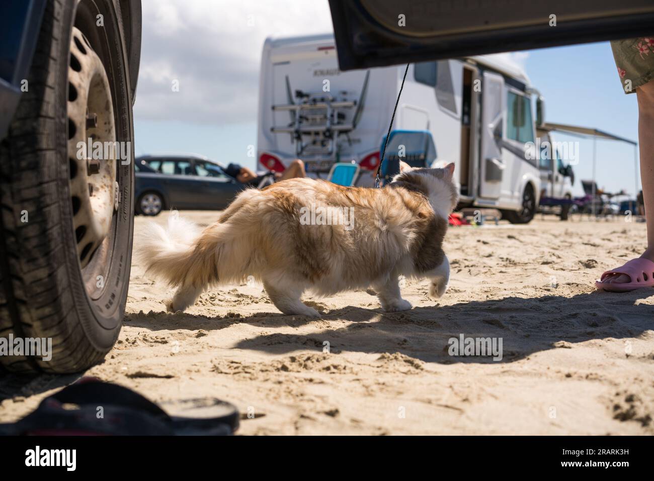 Siberian Cat Resting on Rømø Island Beach at Sunset, Denmark Stock ...