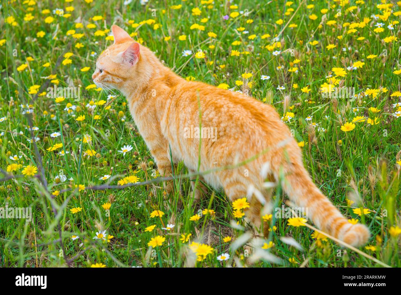 Hierba pradera hi-res stock photography and images - Alamy