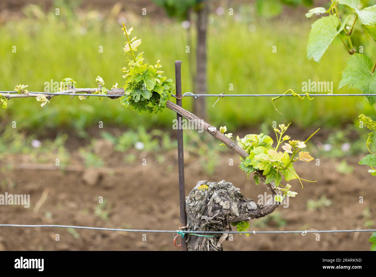 Esca disease hi-res stock photography and images - Alamy