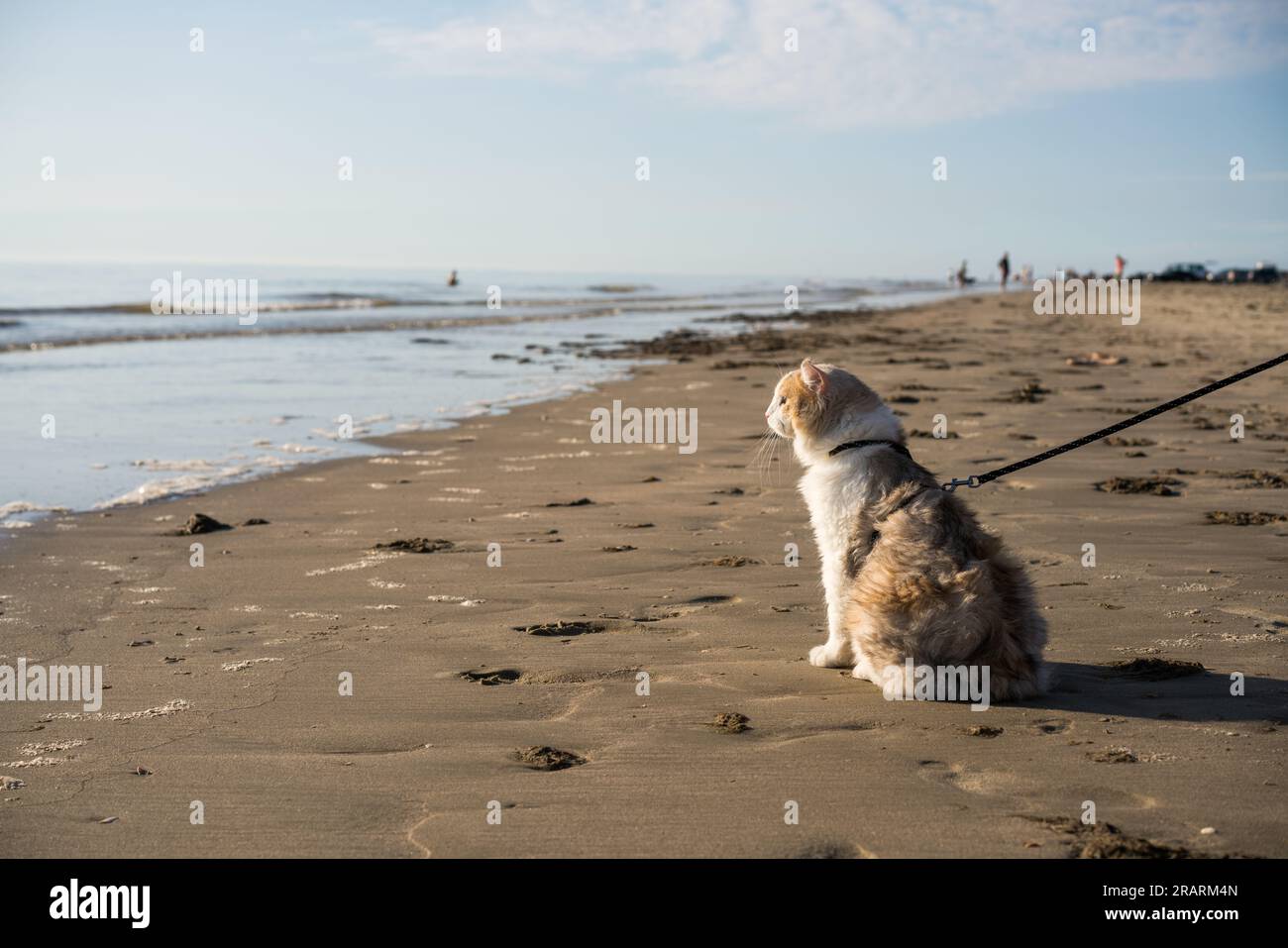 Siberian Cat Resting on Rømø Island Beach at Sunset, Denmark Stock ...