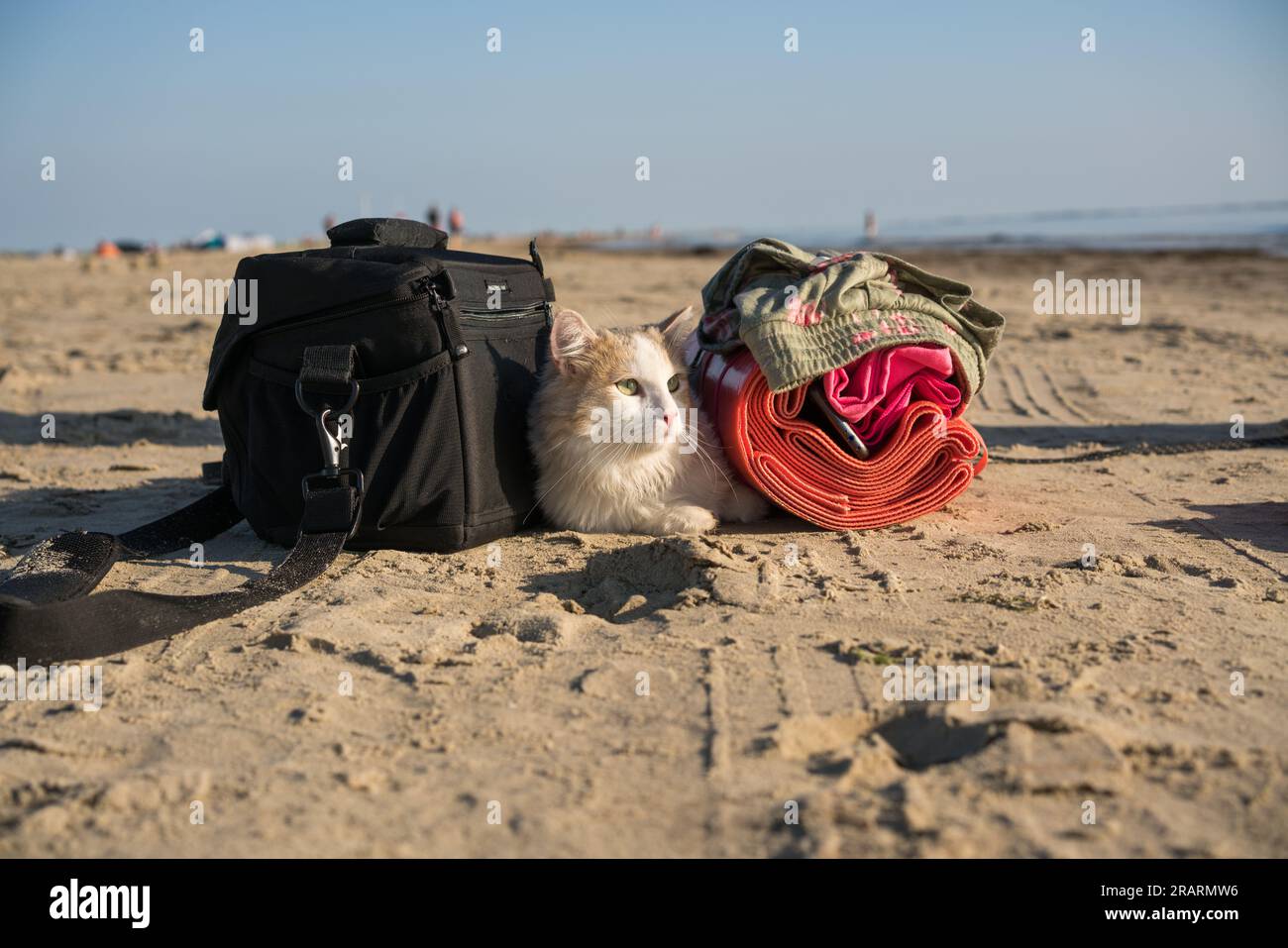 Siberian Cat Resting on Rømø Island Beach at Sunset, Denmark Stock ...