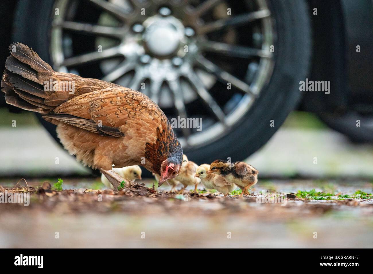 A wild chicken hen helps her clutch of chicks to forage in a car park ...