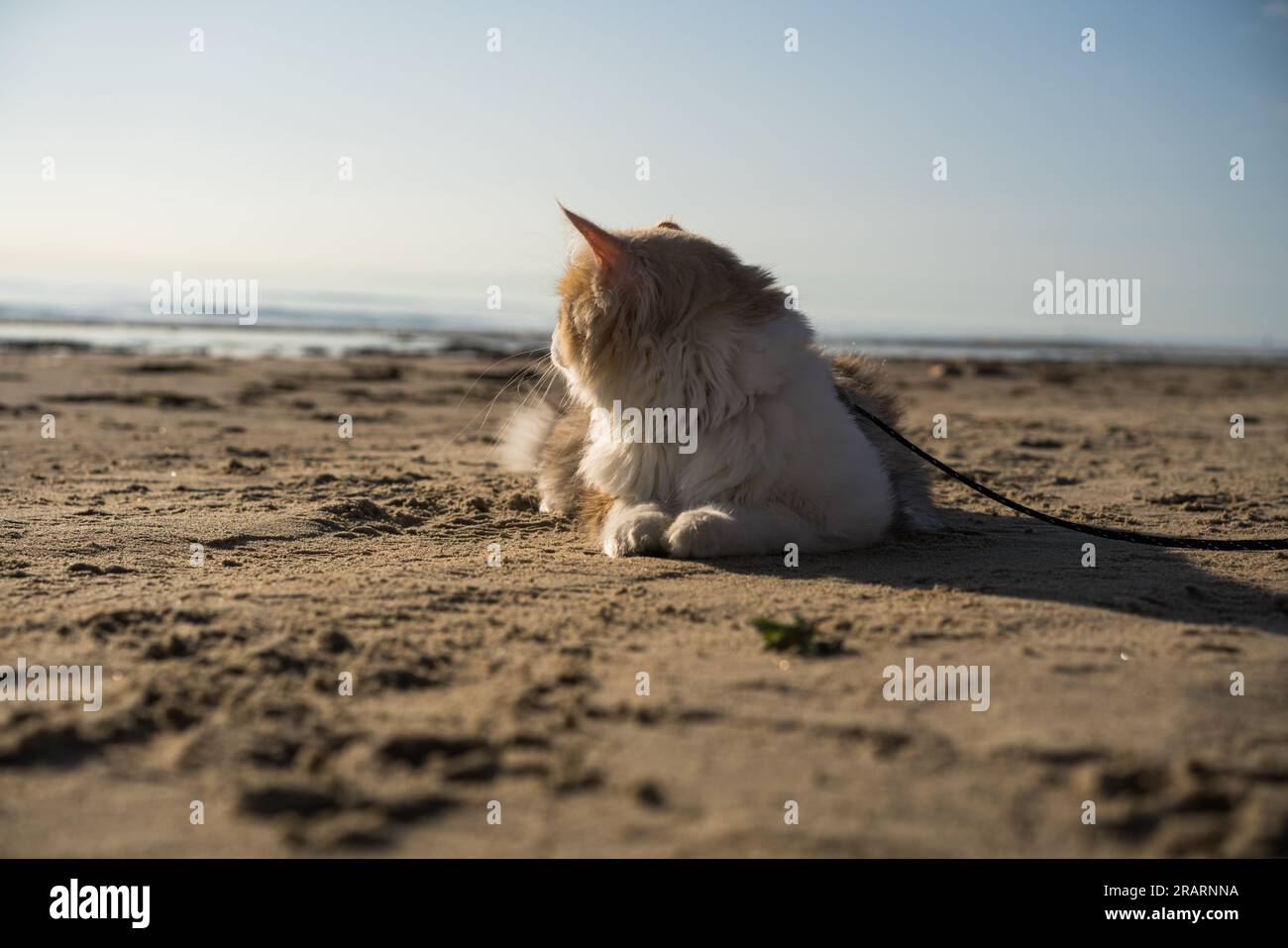 Siberian Cat Resting on Rømø Island Beach at Sunset, Denmark Stock ...