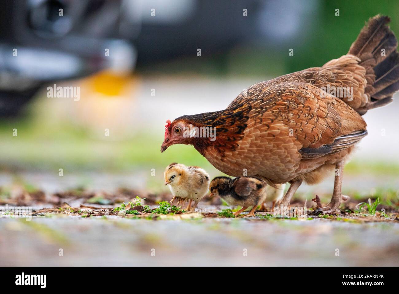 A wild chicken hen helps her clutch of chicks to forage in a car park ...