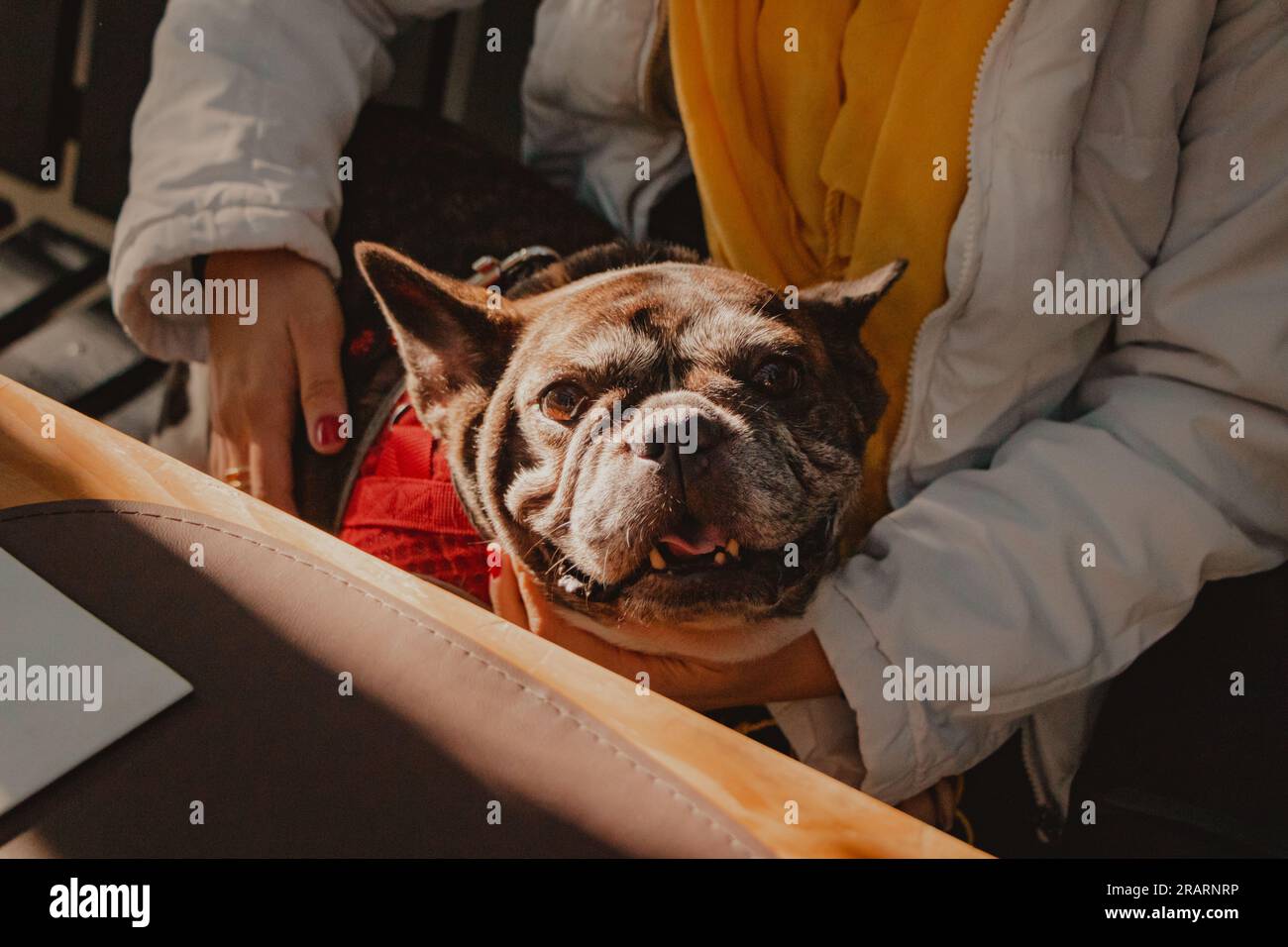 cute dog on the lap owner Stock Photo - Alamy