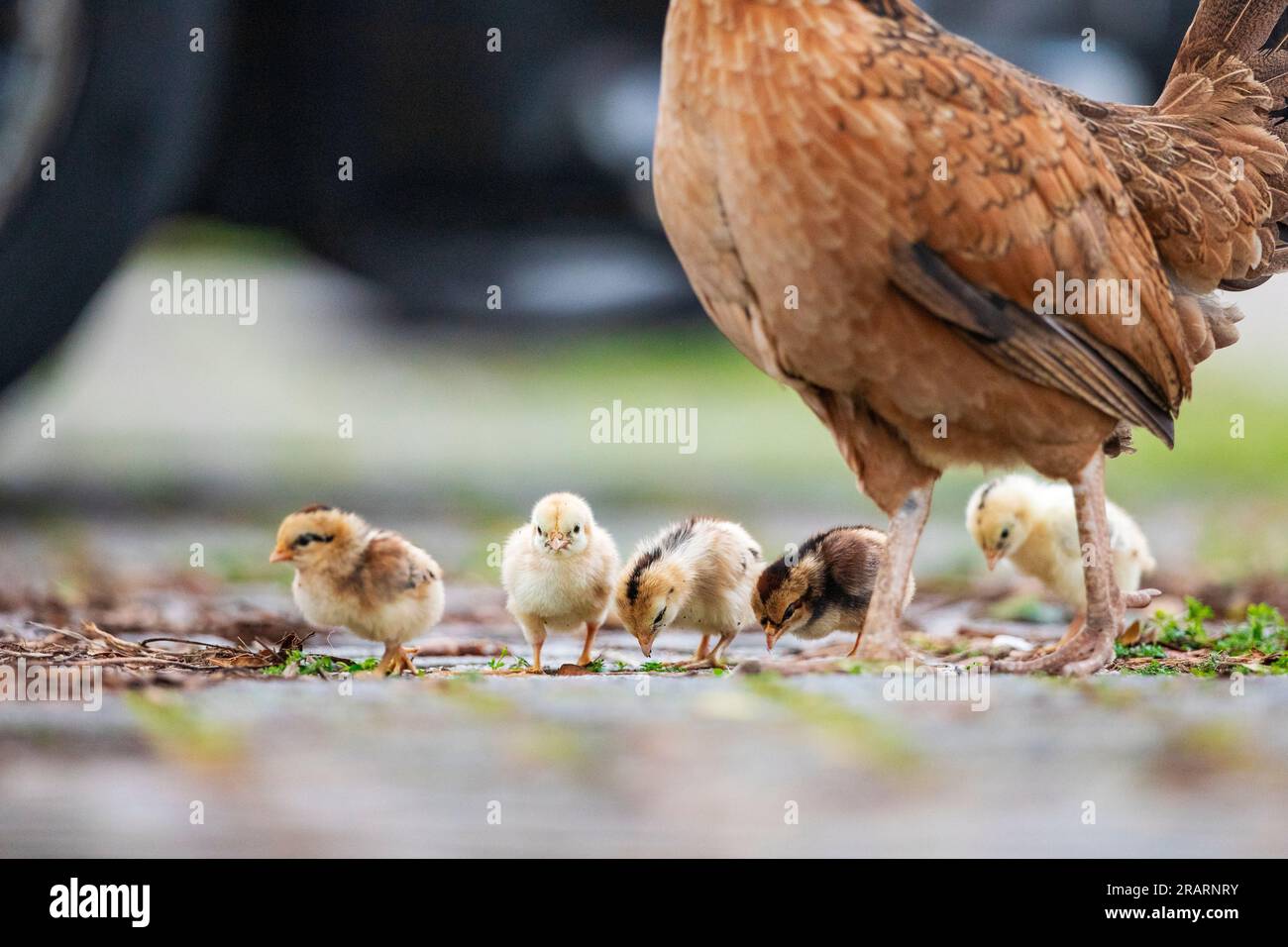 A wild chicken hen helps her clutch of chicks to forage in a car park ...