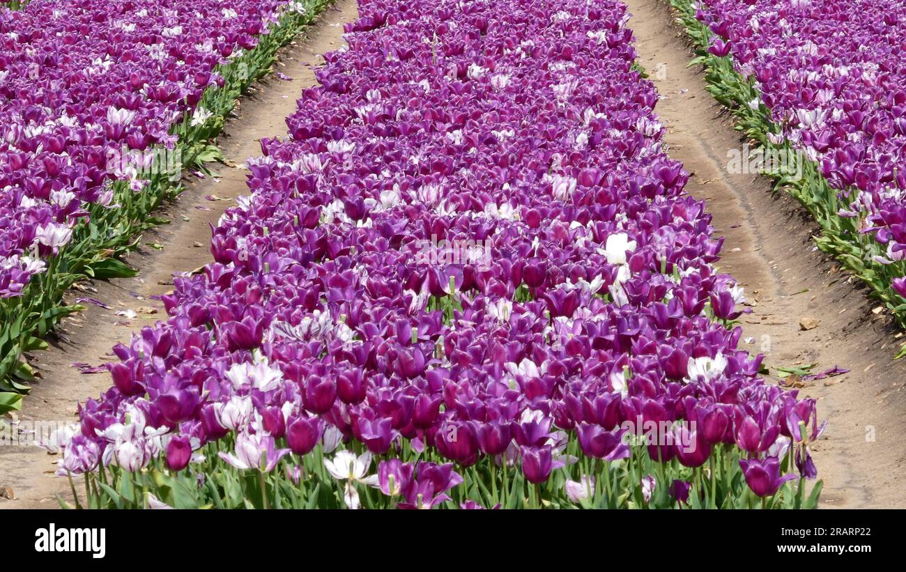 Vibrant colours of Tulip Fields, Norfolk UK Stock Photo - Alamy