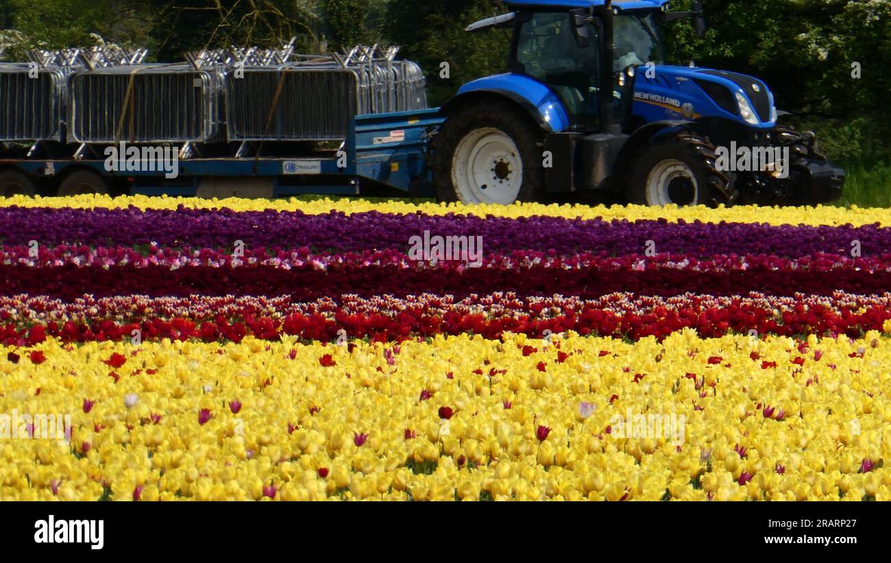 Vibrant colours of Tulip Fields, Norfolk UK Stock Photo - Alamy