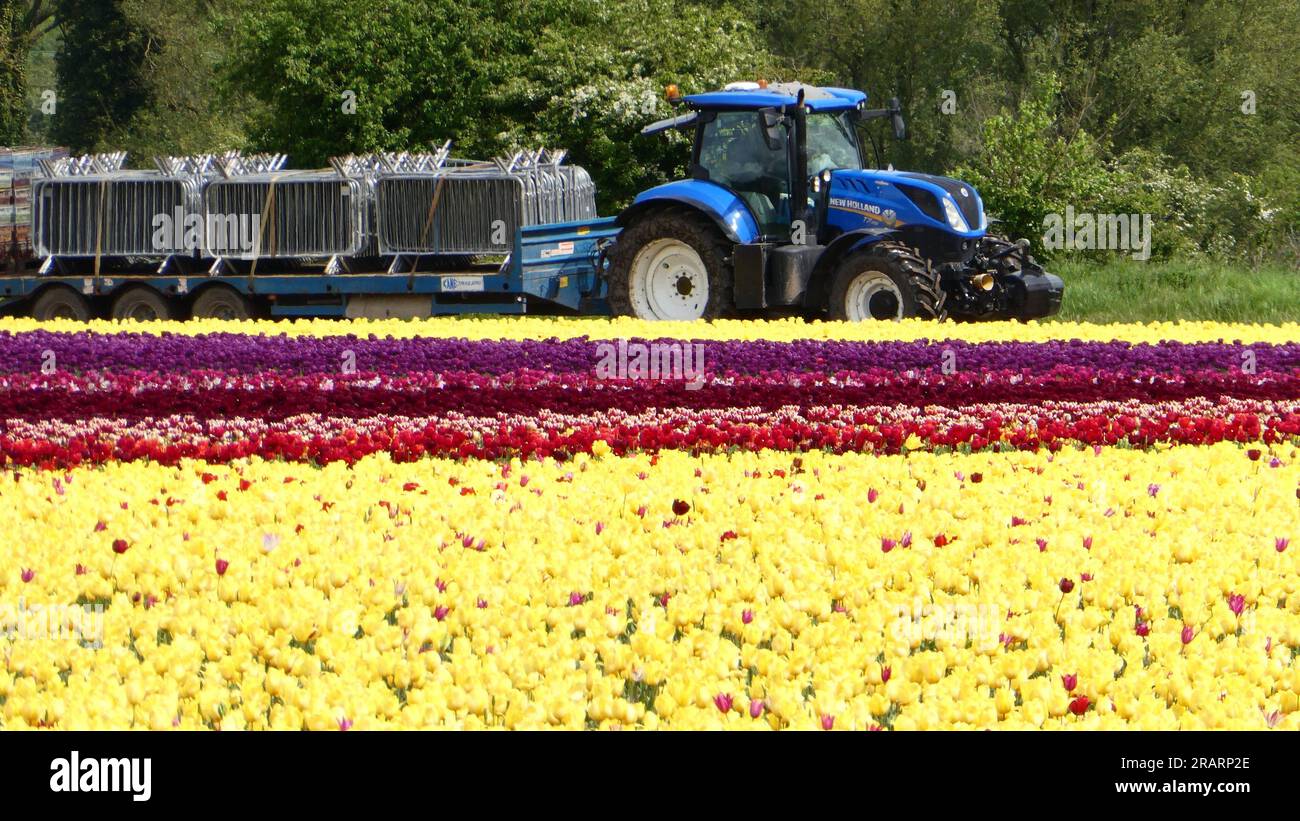 Vibrant colours of Tulip Fields, Norfolk UK Stock Photo - Alamy