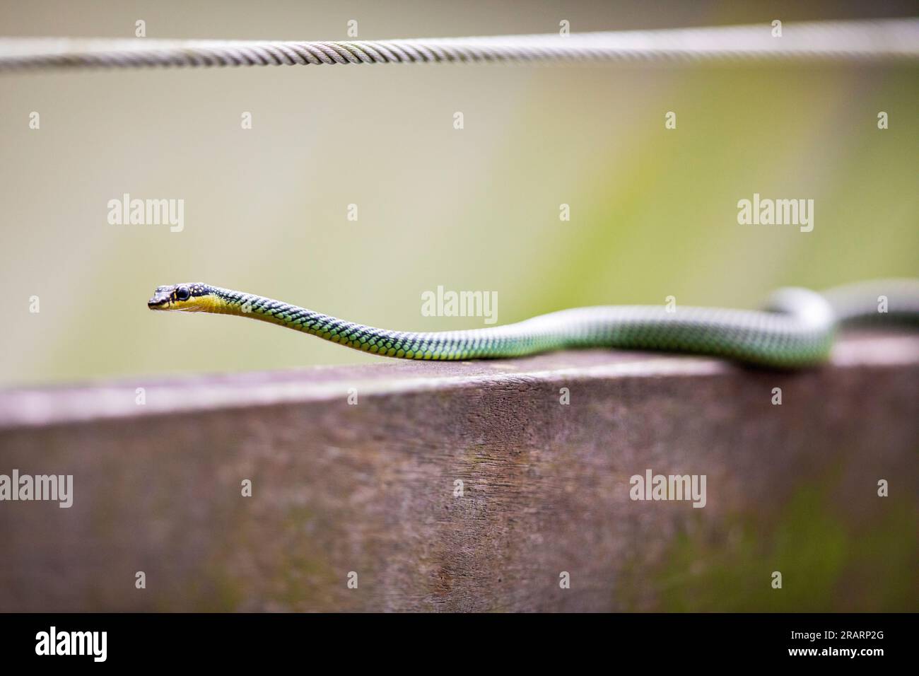 A paradise flying tree snake uses a boardwalk balustrade as a shortcut ...