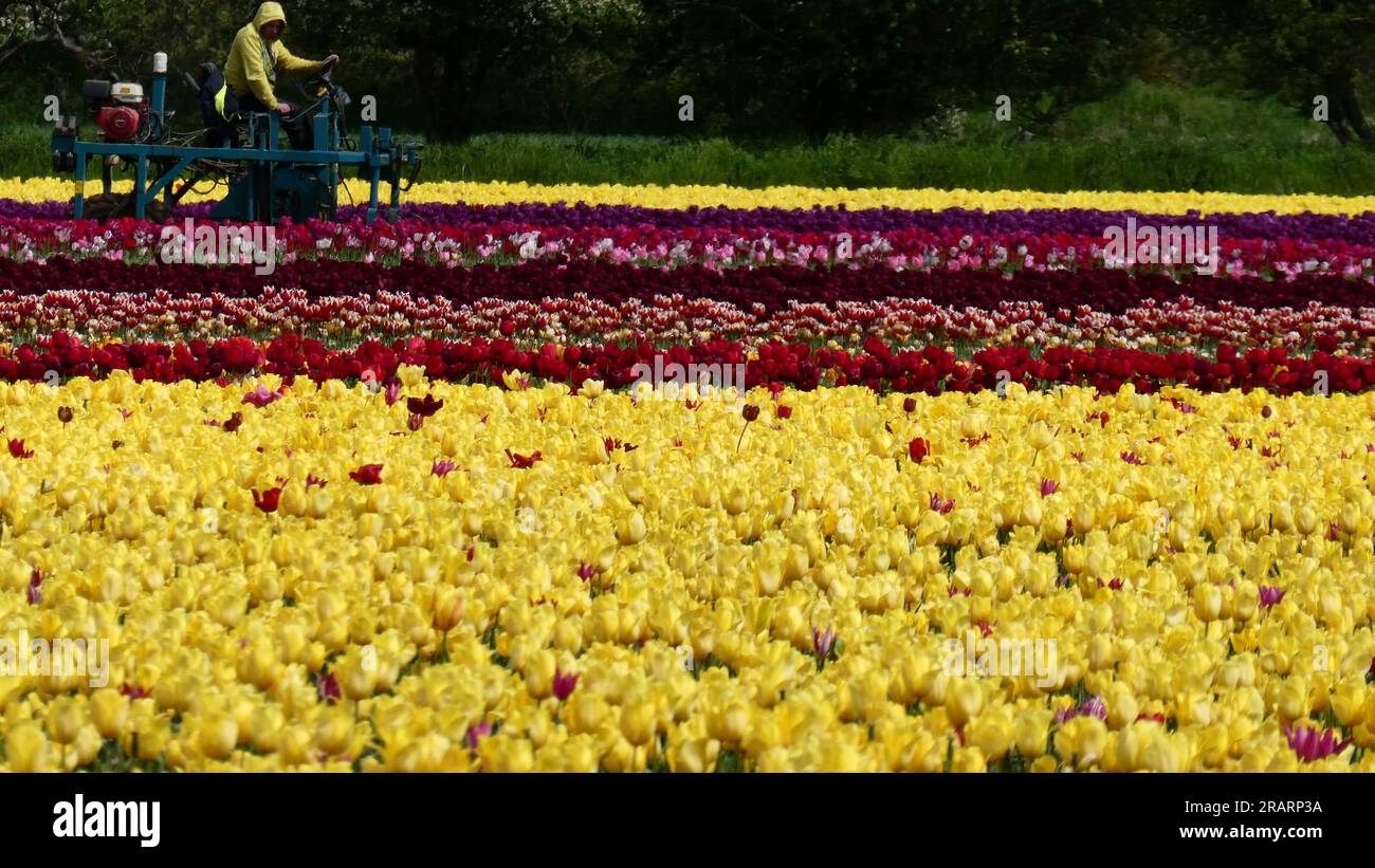 Vibrant colours of Tulip Fields, Norfolk UK Stock Photo - Alamy