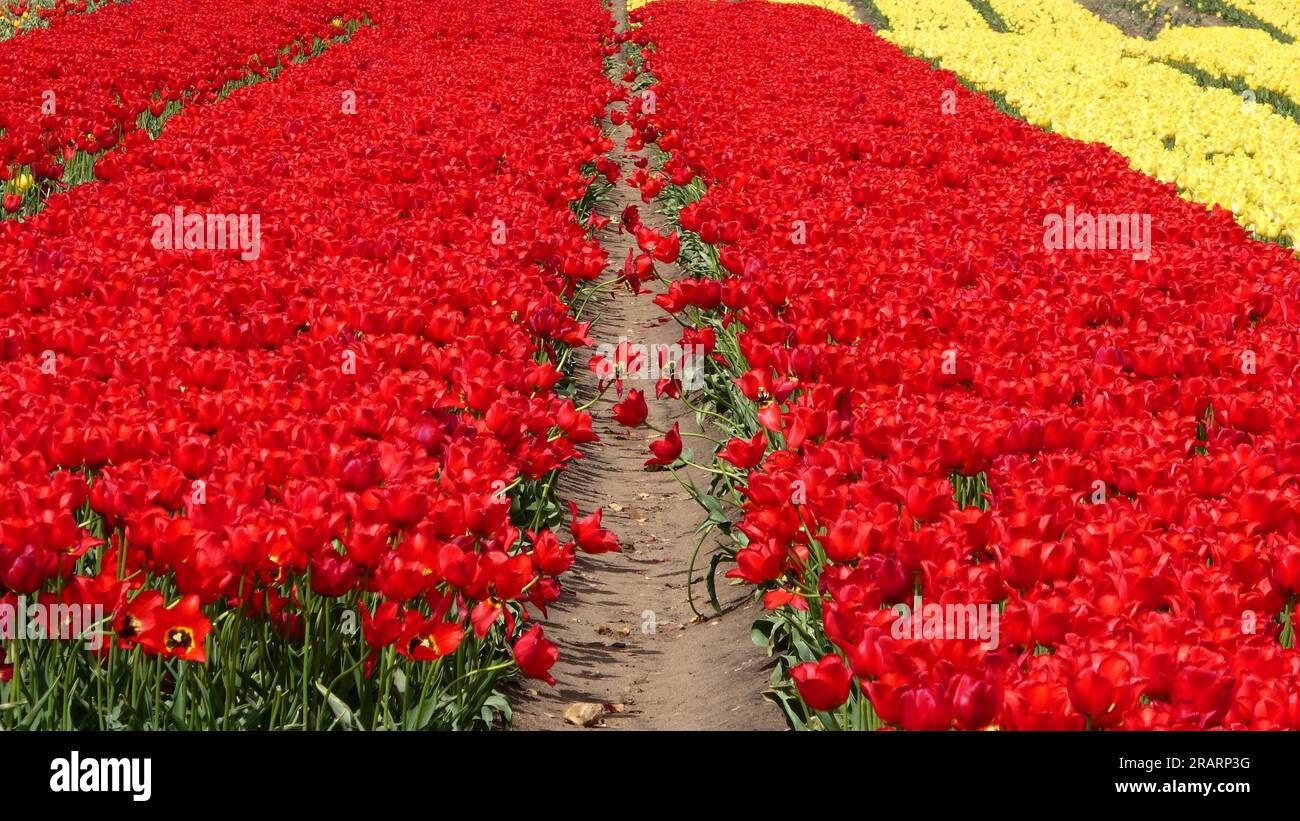 Vibrant colours of Tulip Fields, Norfolk UK Stock Photo - Alamy