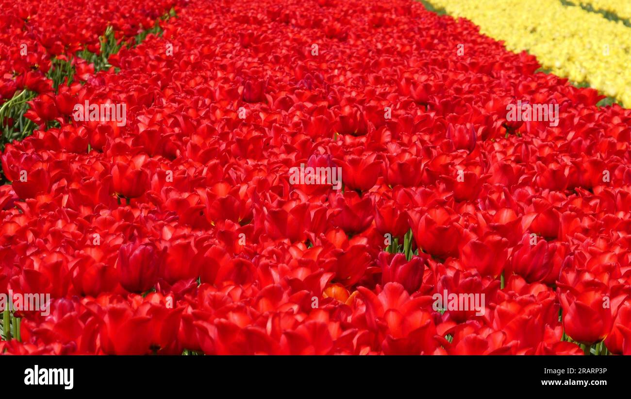 Vibrant colours of Tulip Fields, Norfolk UK Stock Photo - Alamy