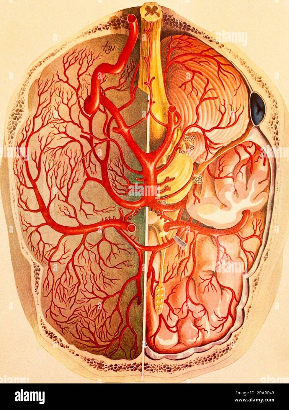 Posterior view of the brain hi-res stock photography and images - Alamy