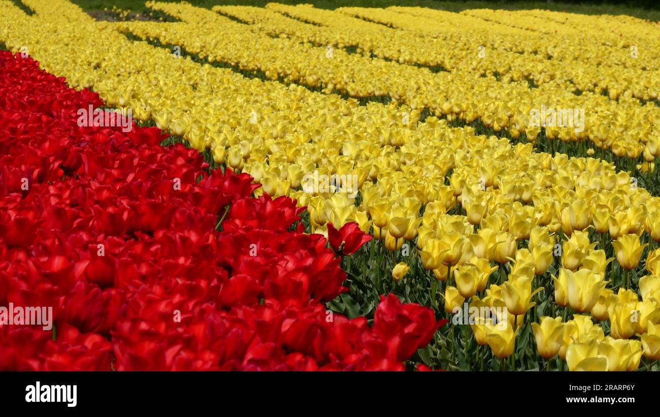Vibrant colours of Tulip Fields, Norfolk UK Stock Photo - Alamy