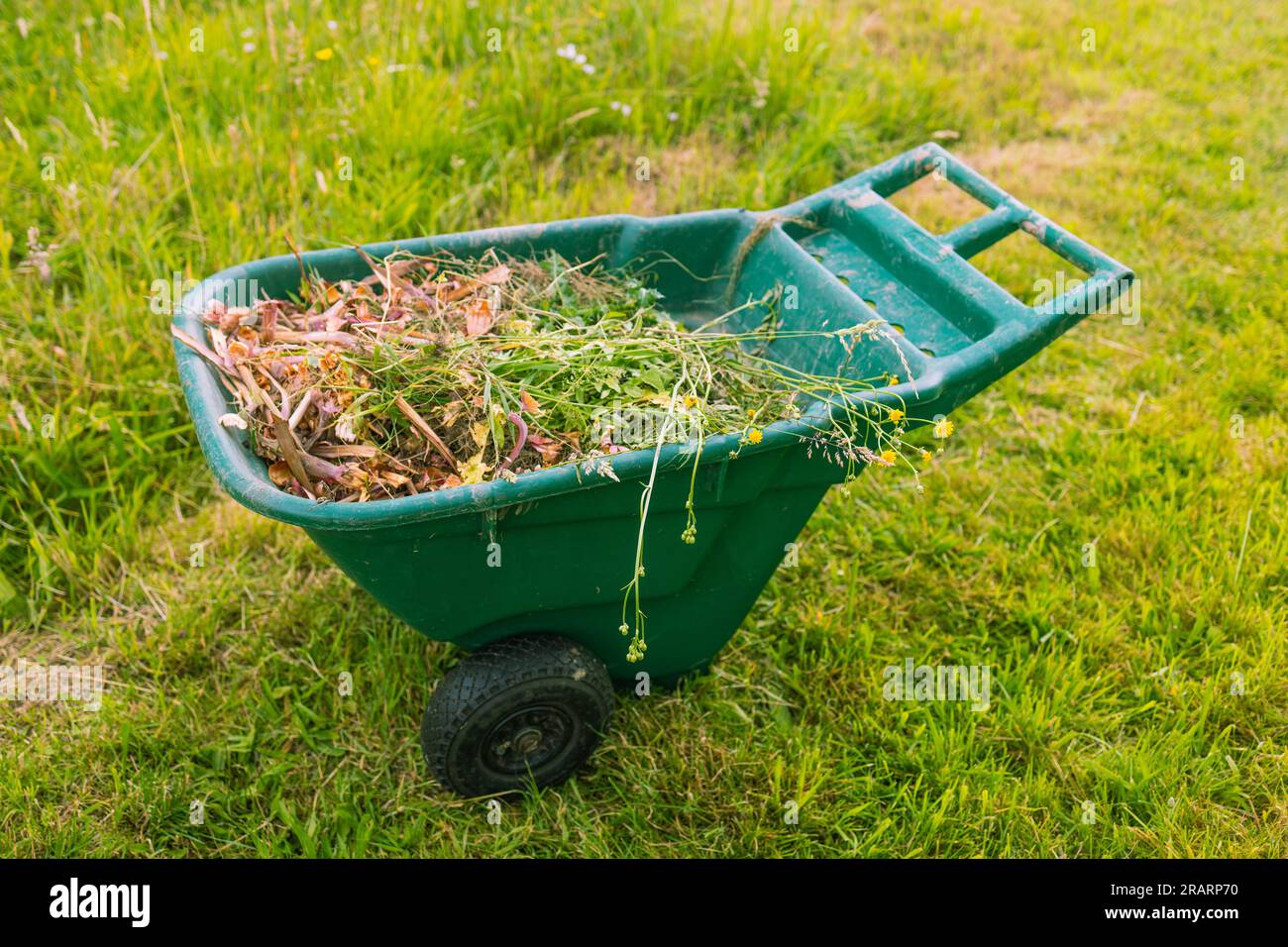 Two wheeled wheelbarrow loaded with mown grass on the lawn in the ...