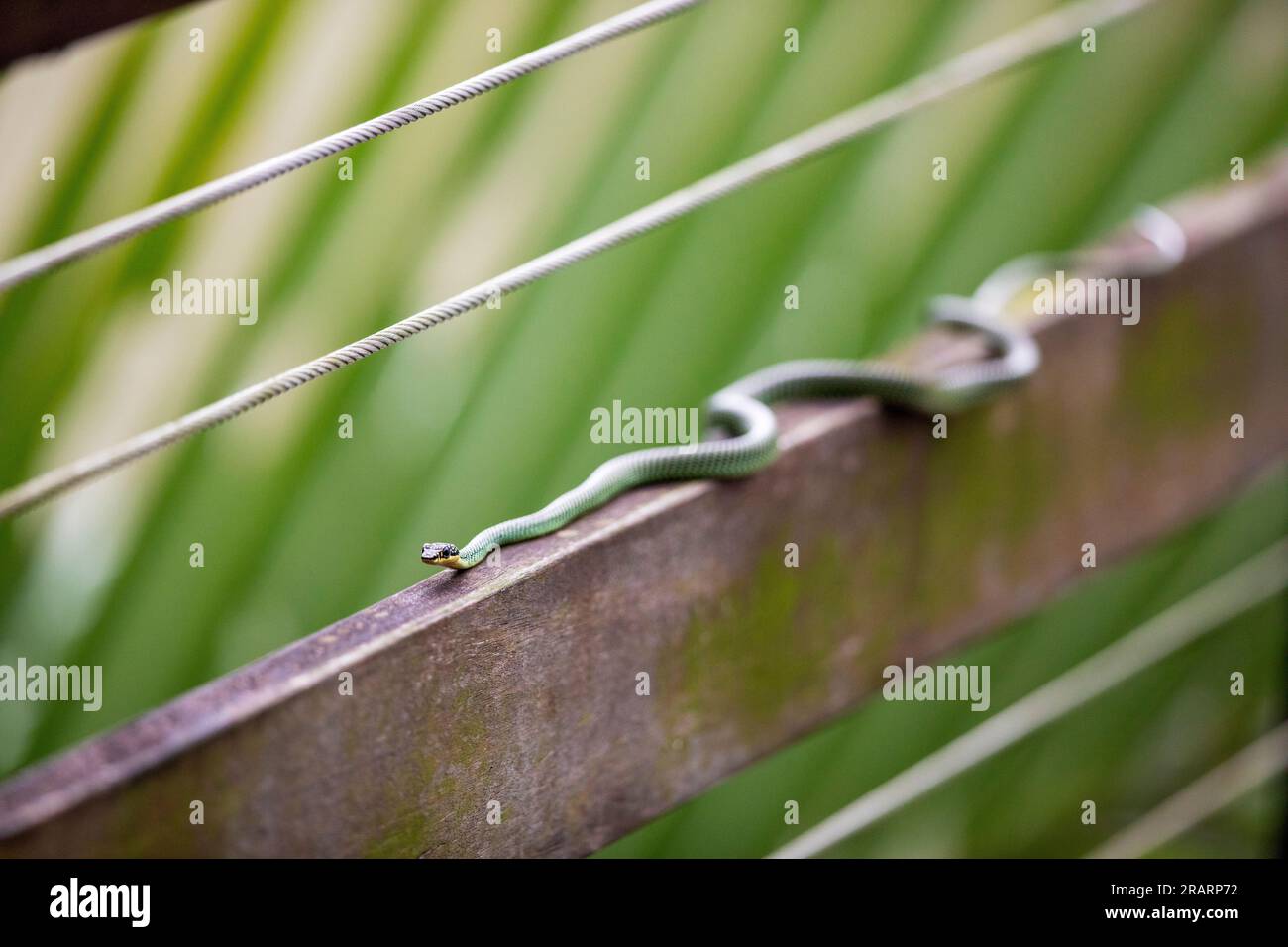 A paradise flying tree snake uses a boardwalk balustrade as a shortcut ...