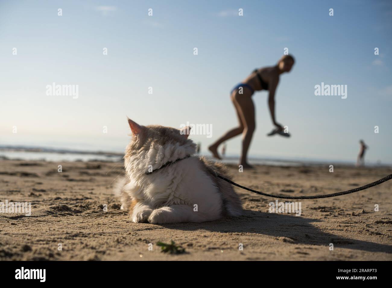 Siberian Cat Resting on Rømø Island Beach at Sunset, Denmark Stock ...
