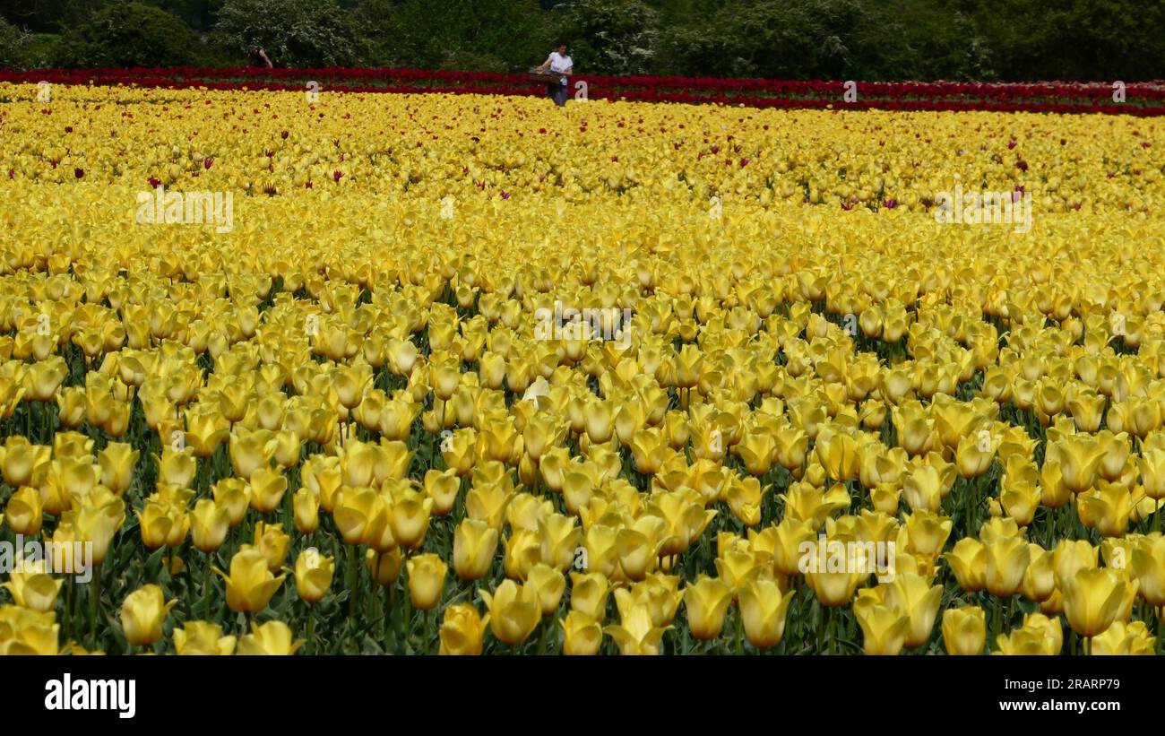 Vibrant colours of Tulip Fields, Norfolk UK Stock Photo - Alamy