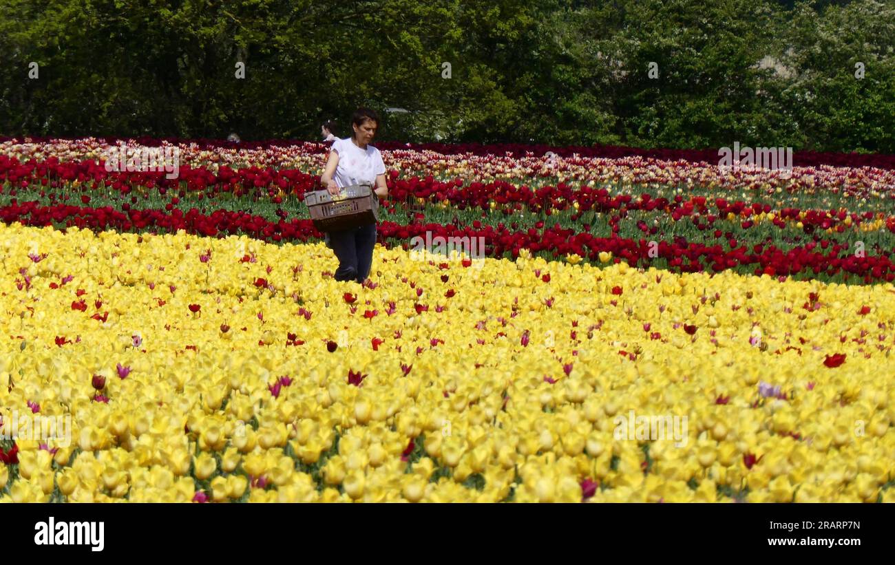 Vibrant colours of Tulip Fields, Norfolk UK Stock Photo - Alamy