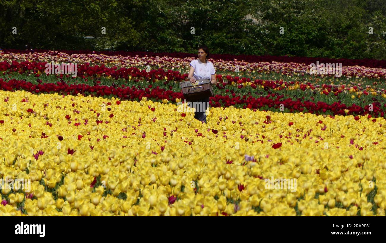 Vibrant colours of Tulip Fields, Norfolk UK Stock Photo - Alamy