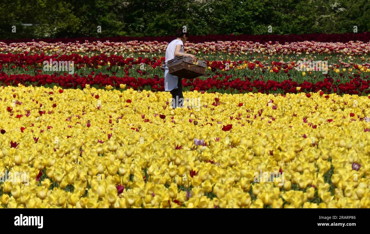 Vibrant colours of Tulip Fields, Norfolk UK Stock Photo - Alamy