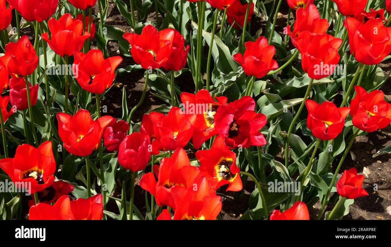Vibrant colours of Tulip Fields, Norfolk UK Stock Photo - Alamy
