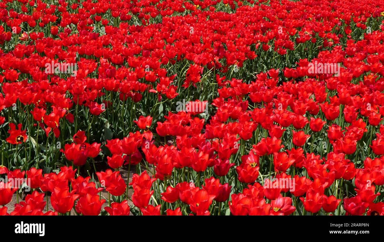 Vibrant colours of Tulip Fields, Norfolk UK Stock Photo - Alamy